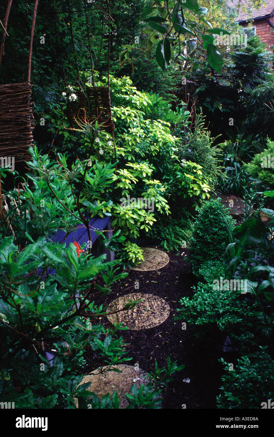 Composted bark path with stepping stones edged with box and azalia ...