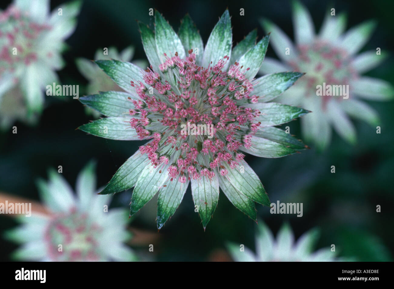 White Astrantia Major Stock Photo - Alamy
