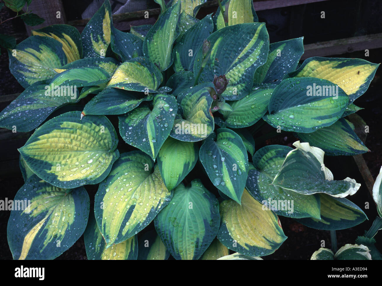 Hosta Paul s Glory Stock Photo - Alamy