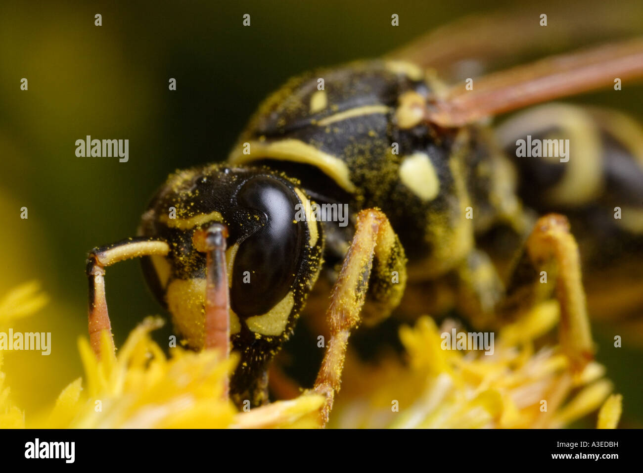 Polistes dominulus hi-res stock photography and images - Alamy