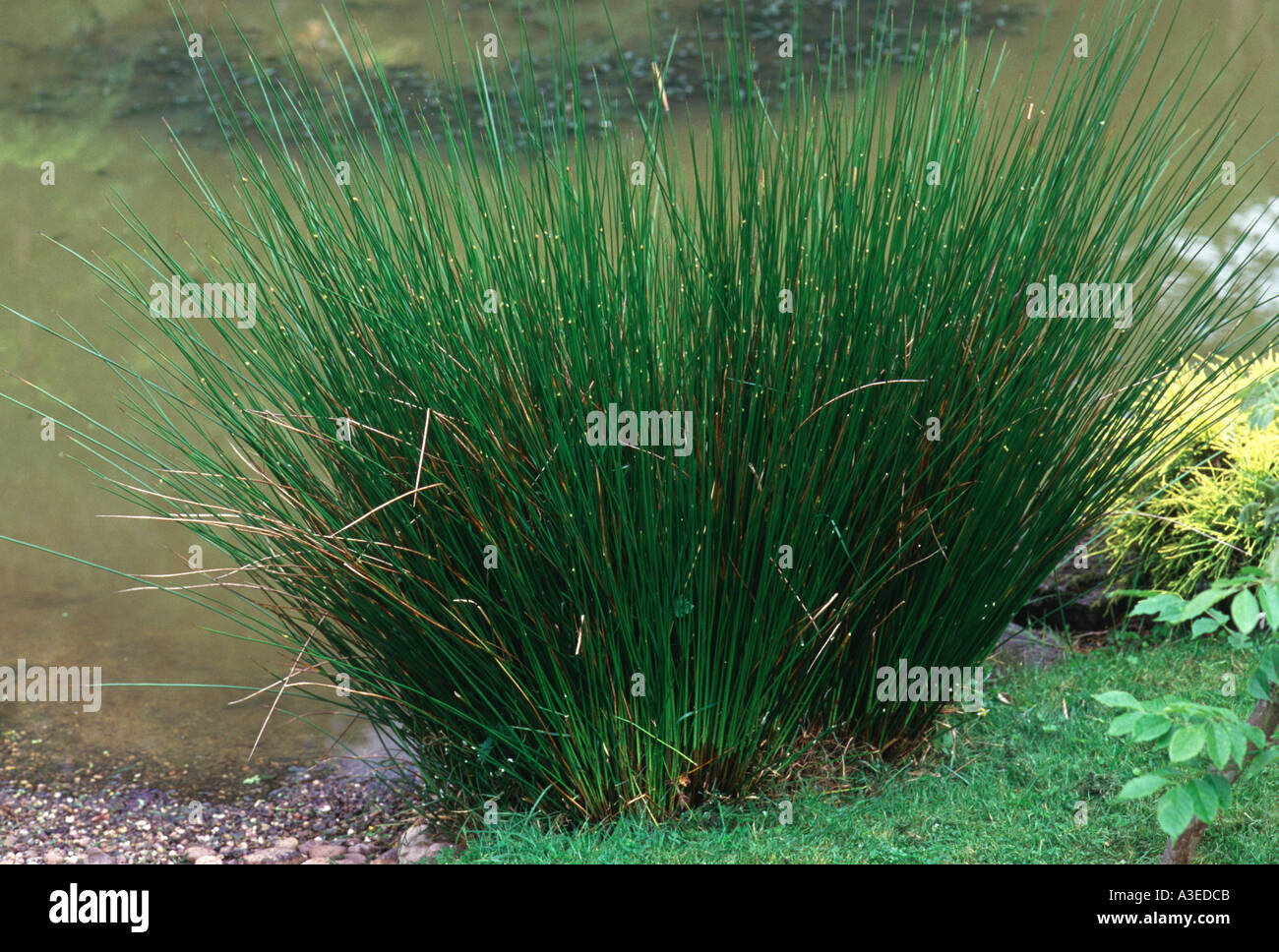 Ornamental Grasses in Japanese style garden Stock Photo - Alamy
