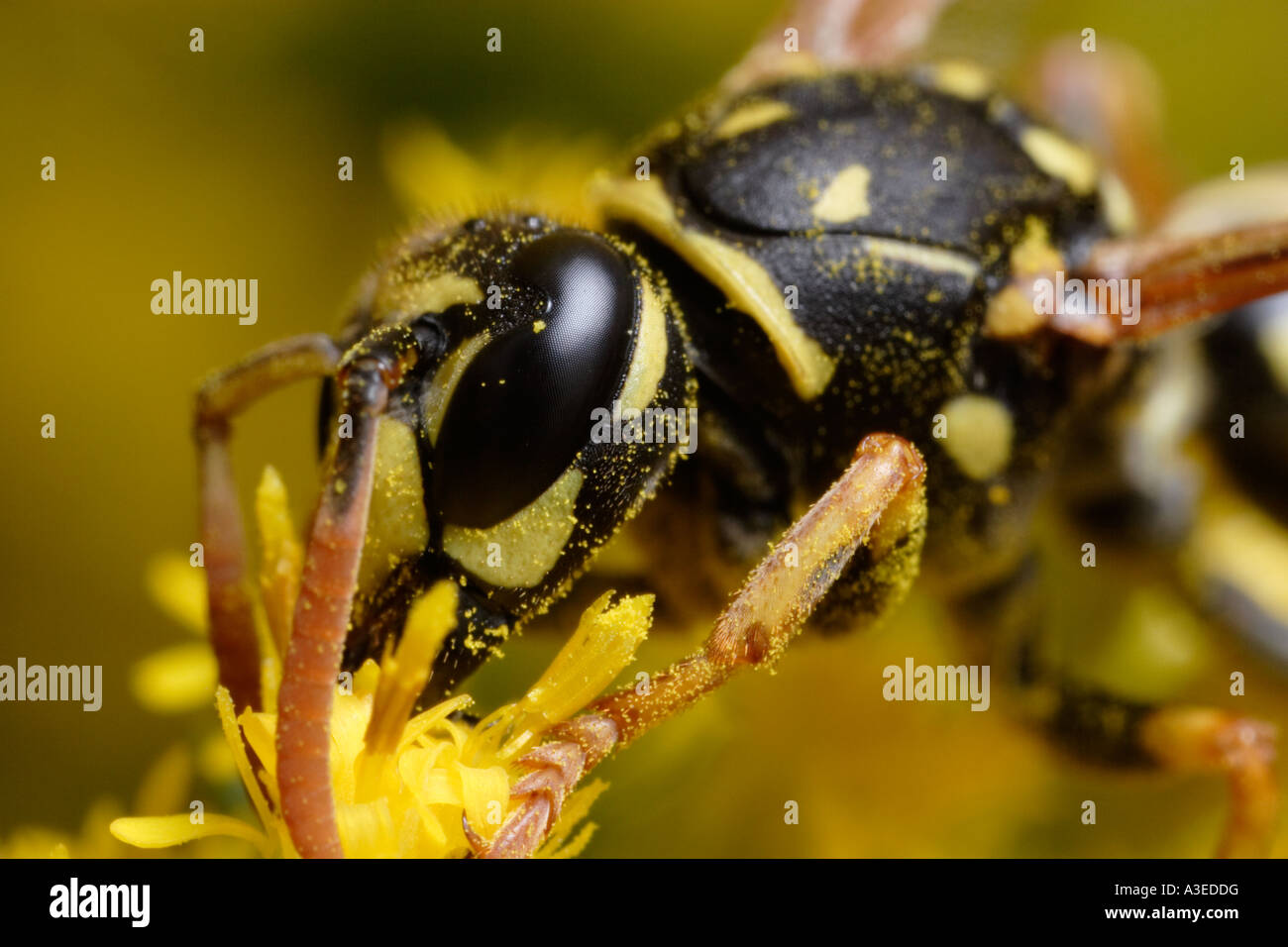 Polistes dominulus hi-res stock photography and images - Alamy