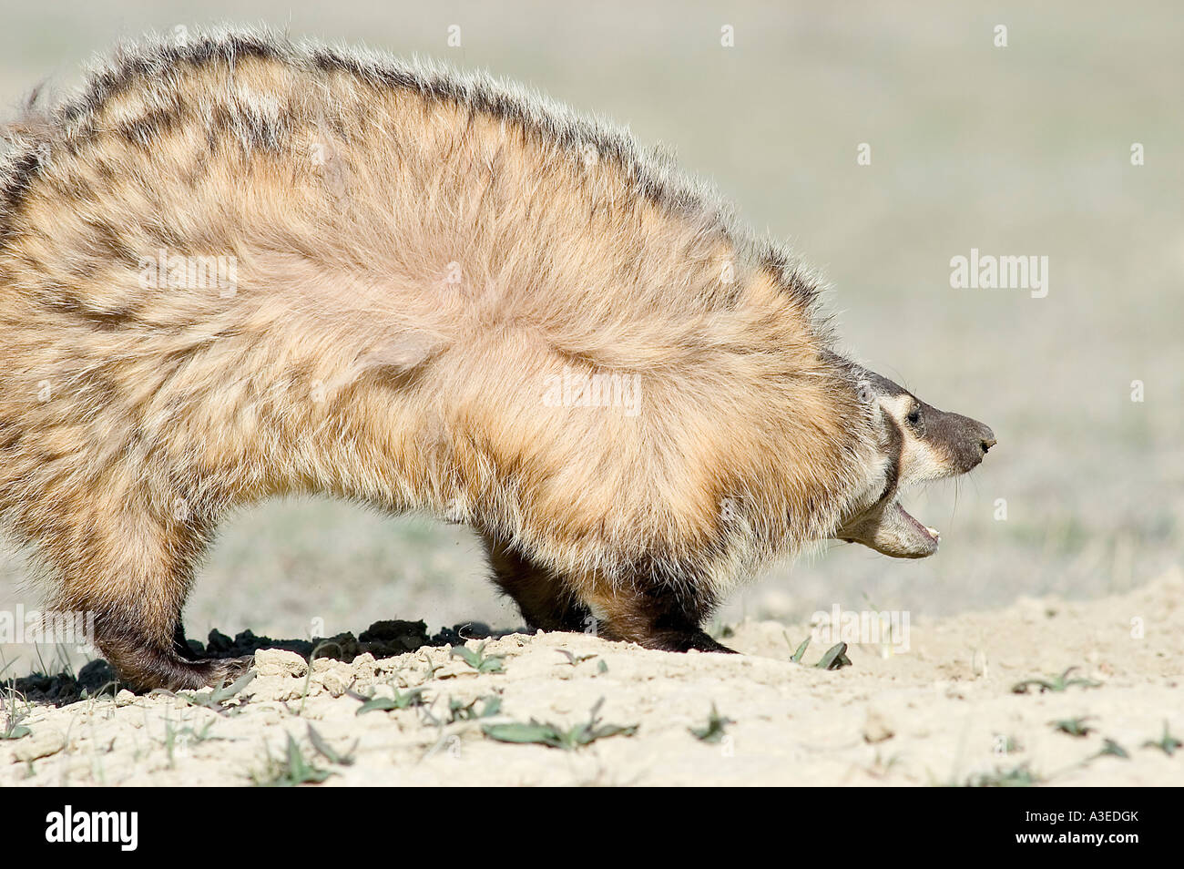 American Badger defending its territory Stock Photo - Alamy