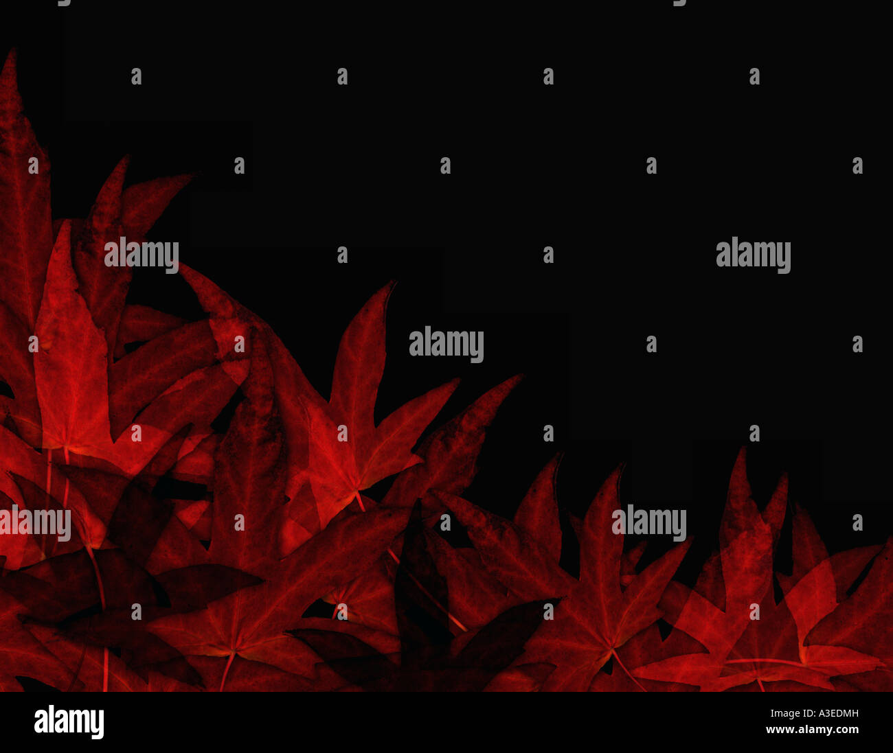 Maple leaf border Stock Photo - Alamy
