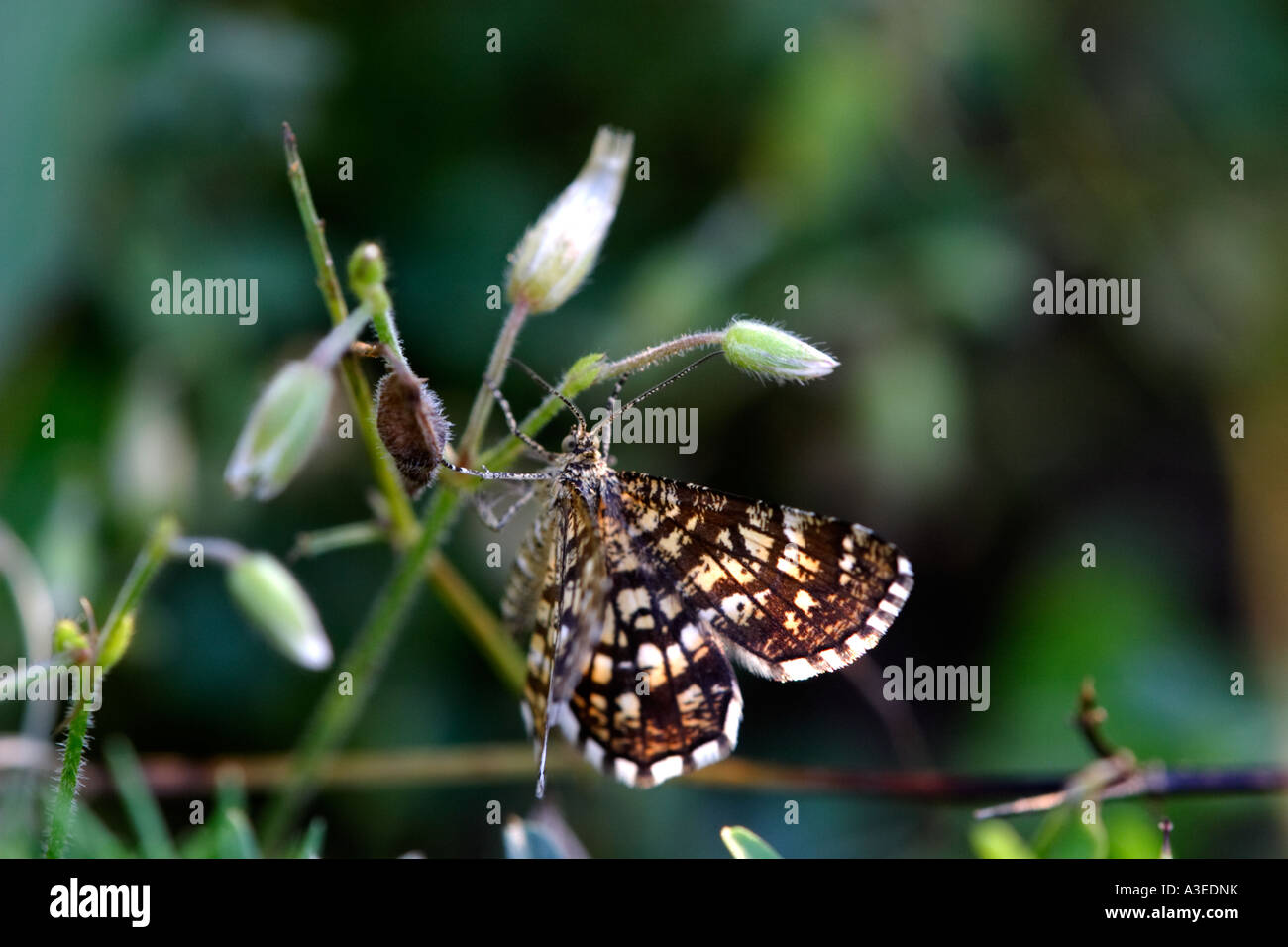 Grizzled Skipper (Pyrgus malvae) Butterfly Stock Photo - Alamy