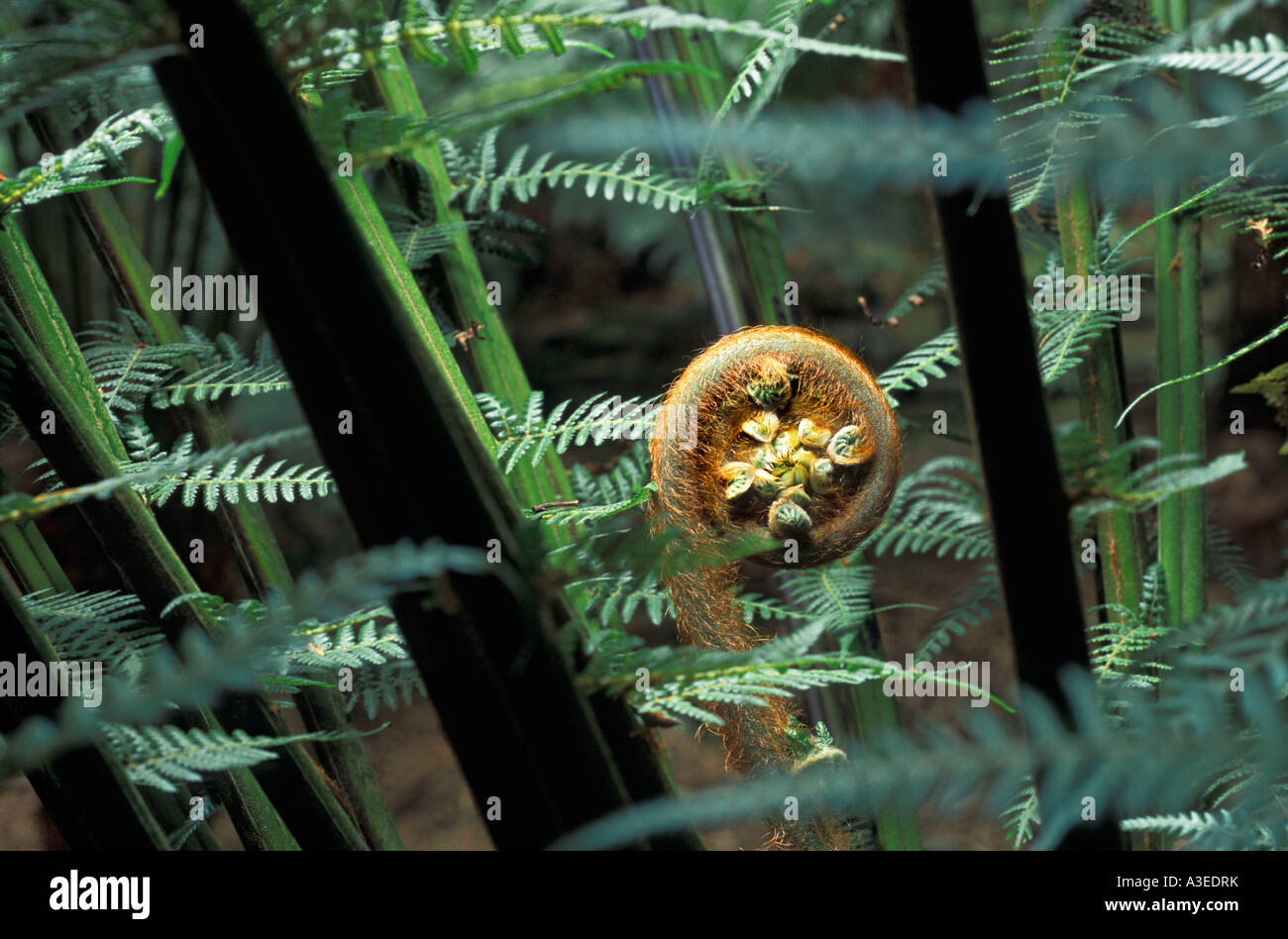 Shoot of a Wood Fern (Cyatheales Stock Photo - Alamy
