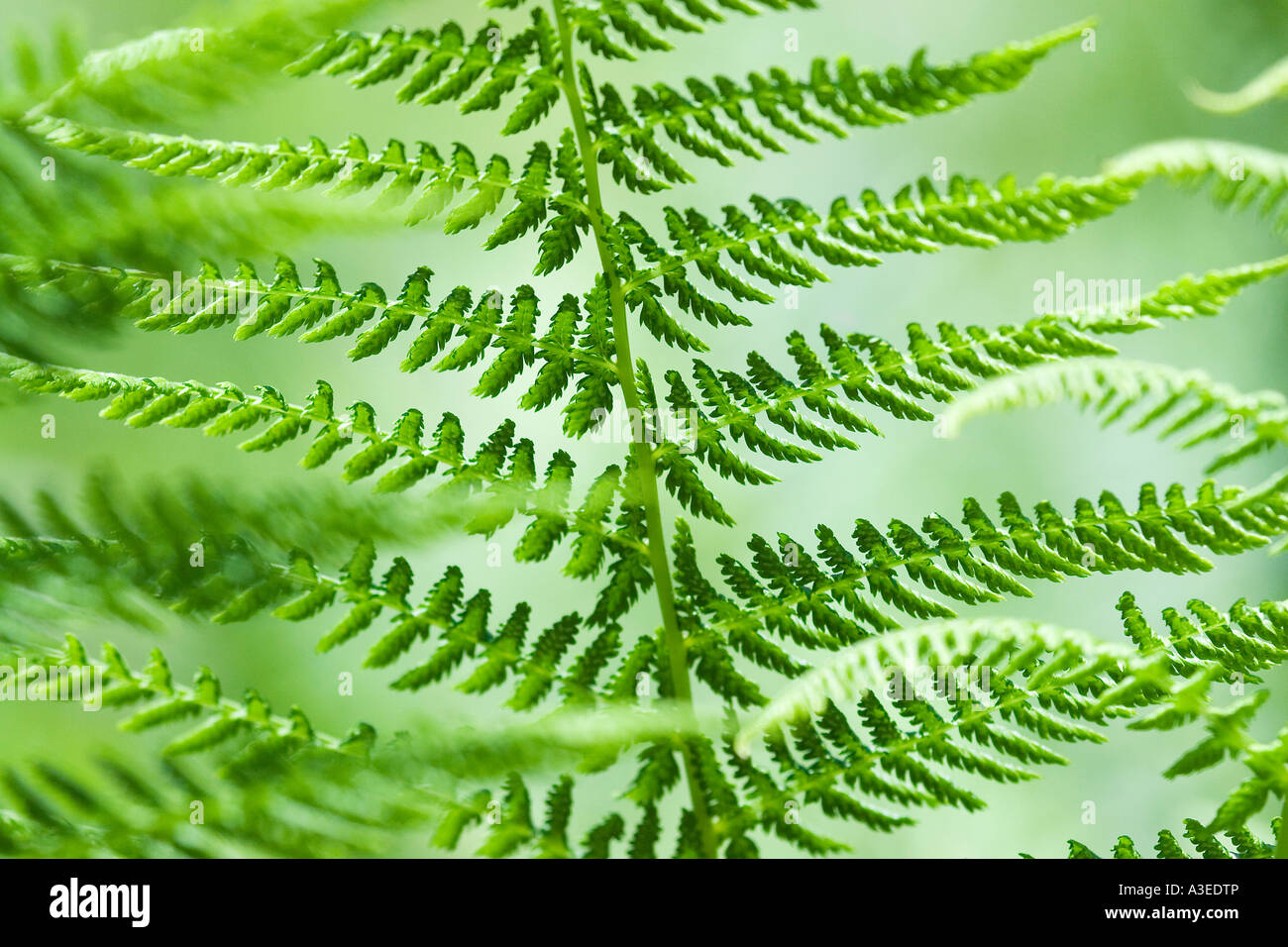 Pteridium aquilinum herb hi-res stock photography and images - Alamy