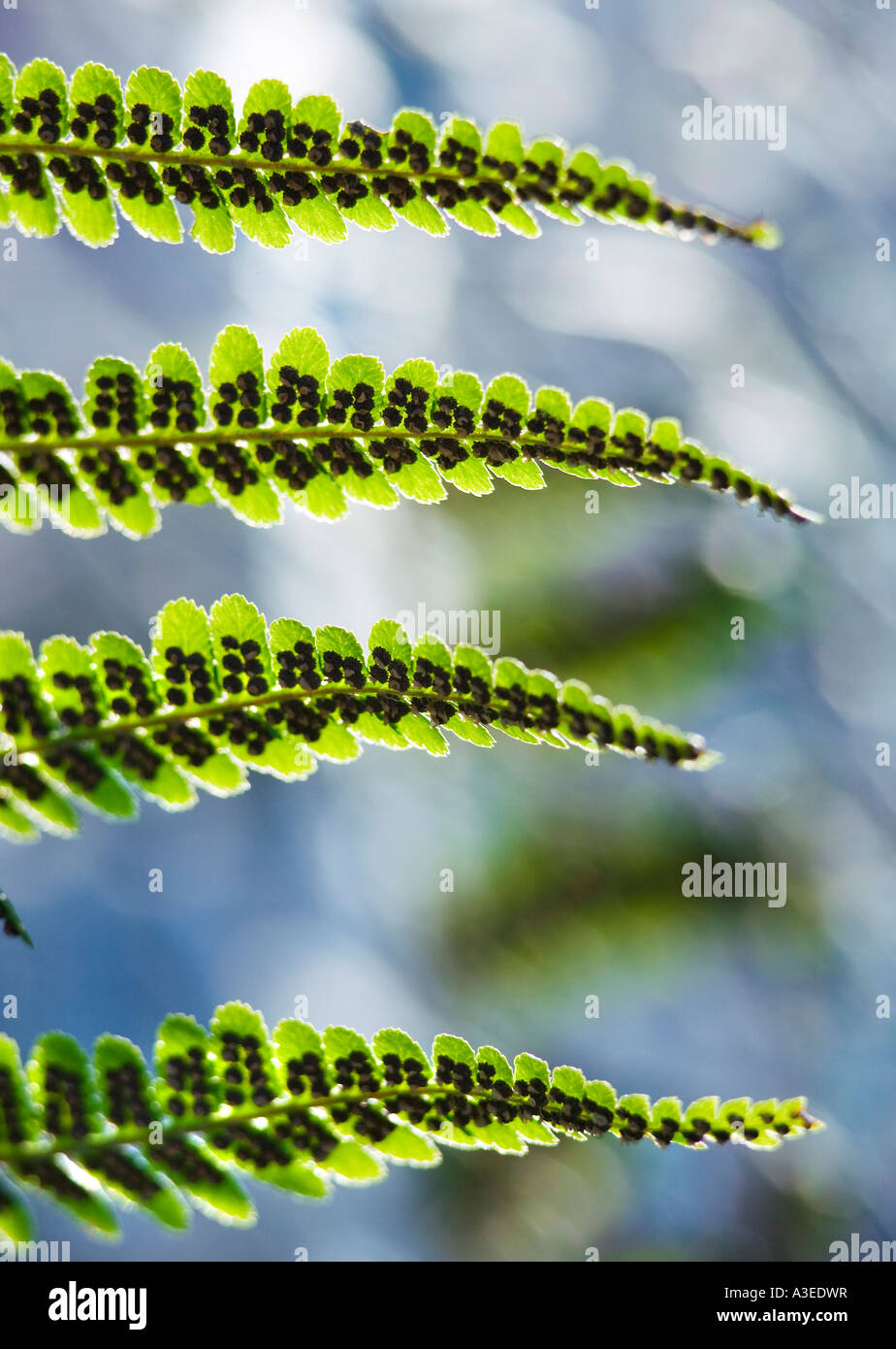 Fern seed hi-res stock photography and images - Alamy