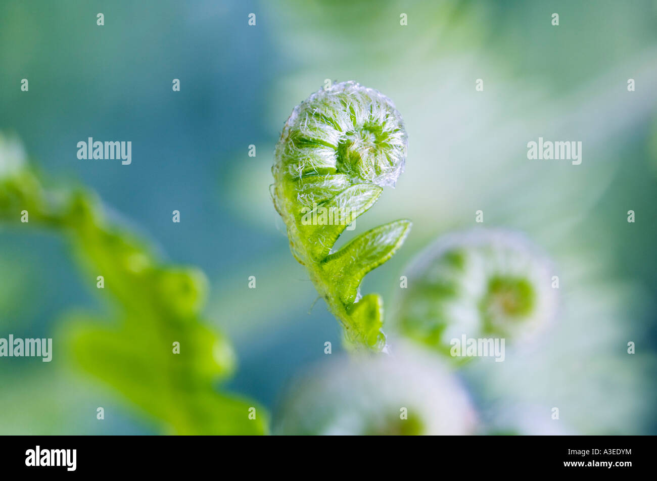 Fern shoot (Pteridium aquilinum Stock Photo - Alamy