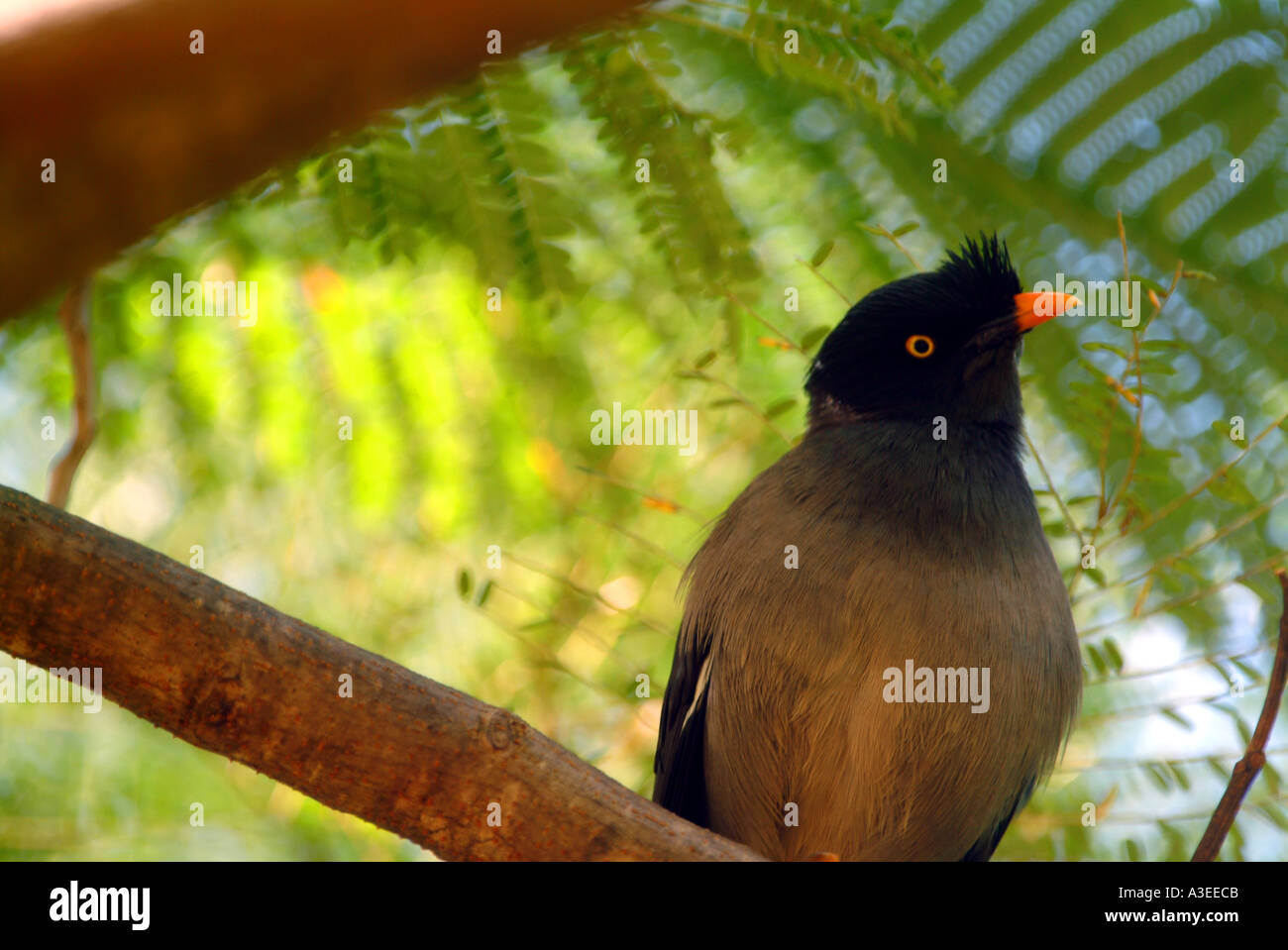 Fijian bird hi-res stock photography and images - Alamy