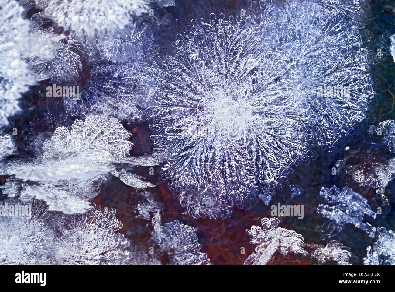 Delicate hoar frost crystals on a leaf Stock Photo - Alamy