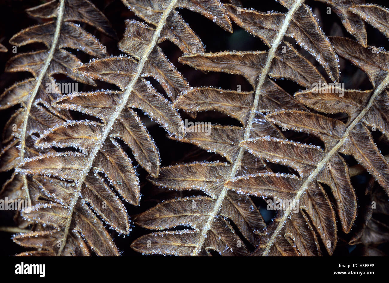 Hoar frost on fern leaf (Pteridopsida Stock Photo - Alamy