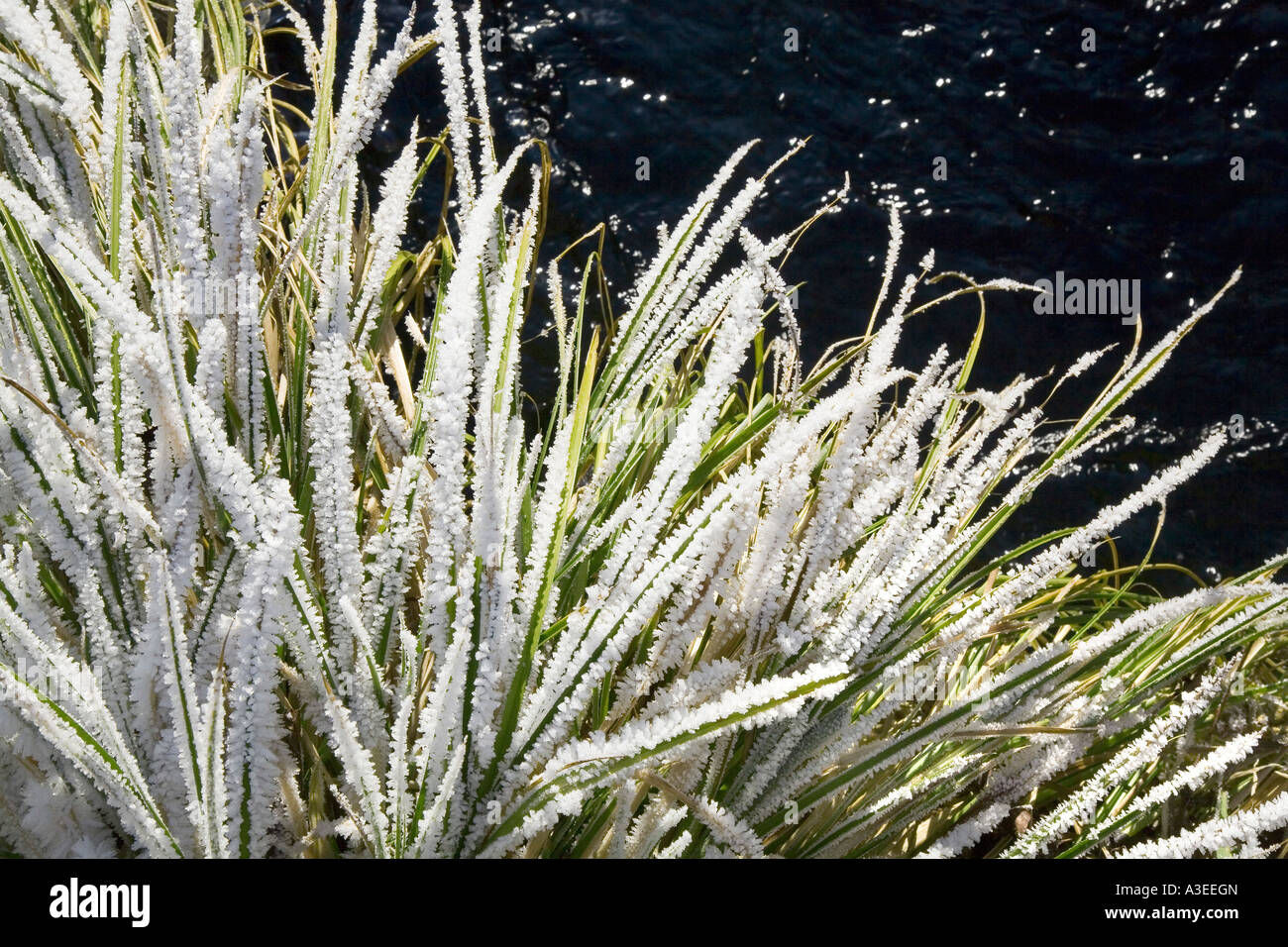 Hoar frost crystals on grass next to a brook Stock Photo - Alamy