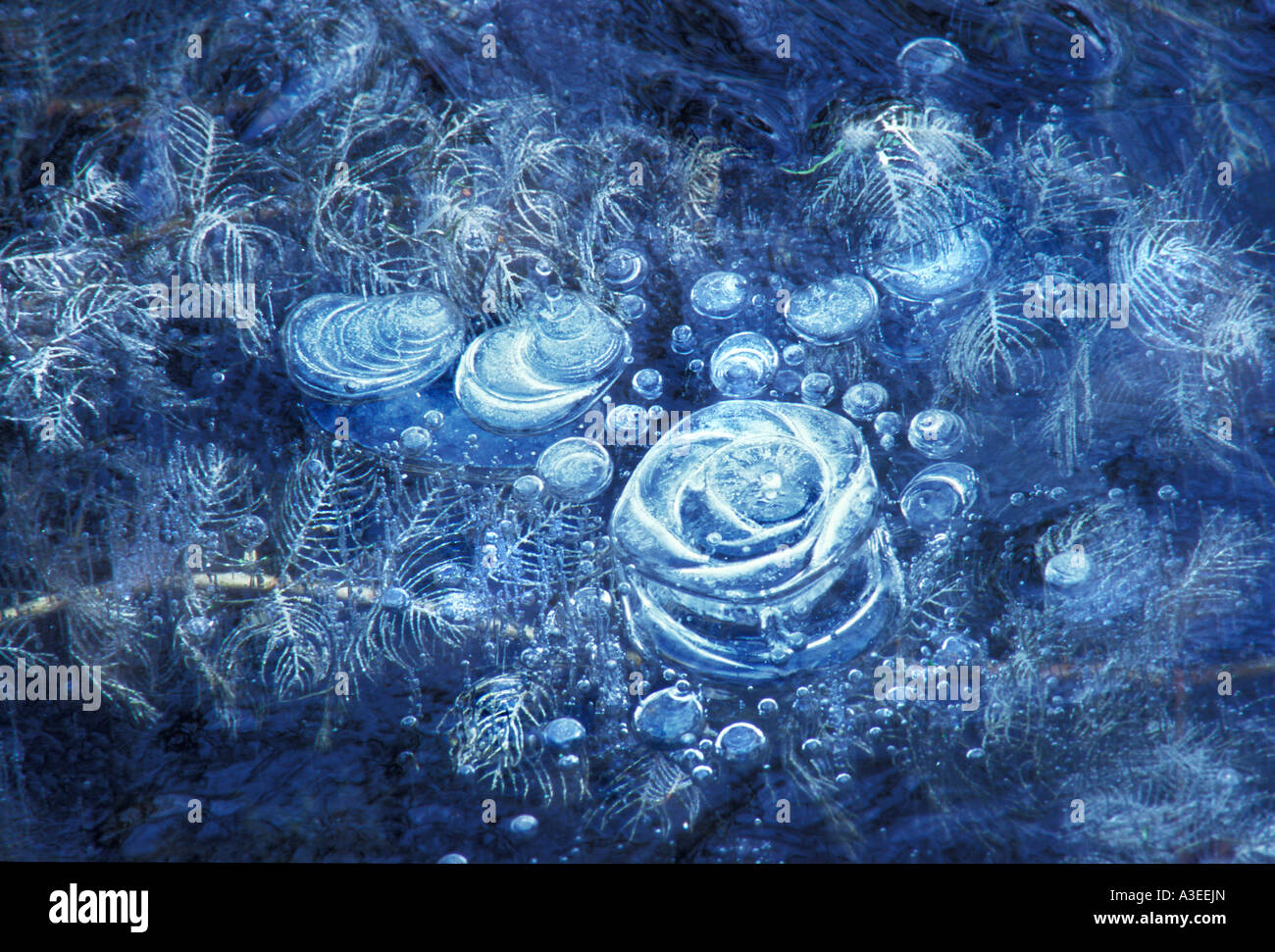 Structures and enclosed water plants in a frozen lake Stock Photo - Alamy