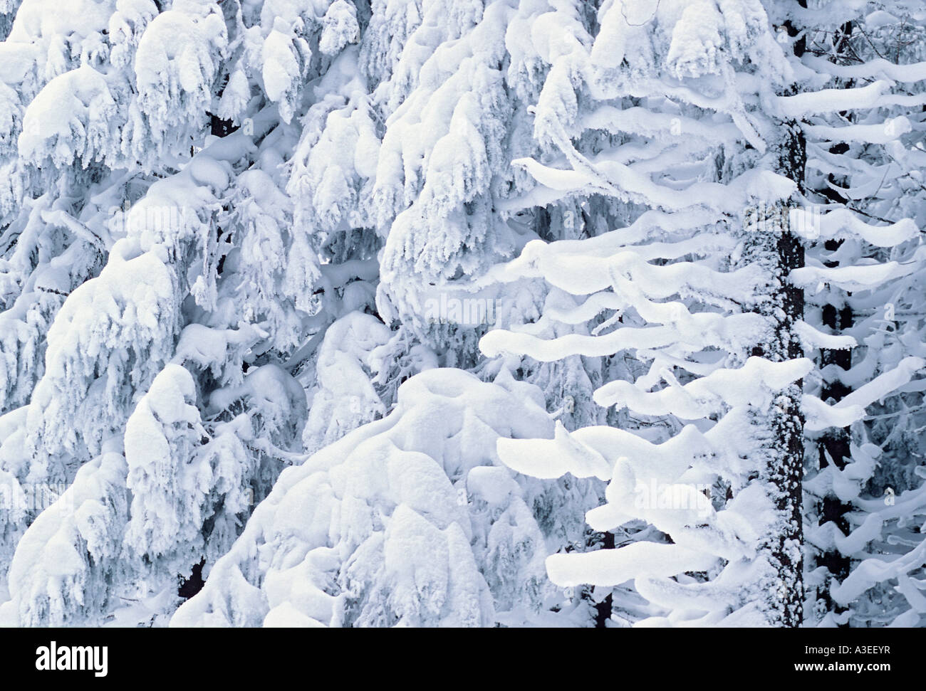 Snowy fir branches Stock Photo - Alamy