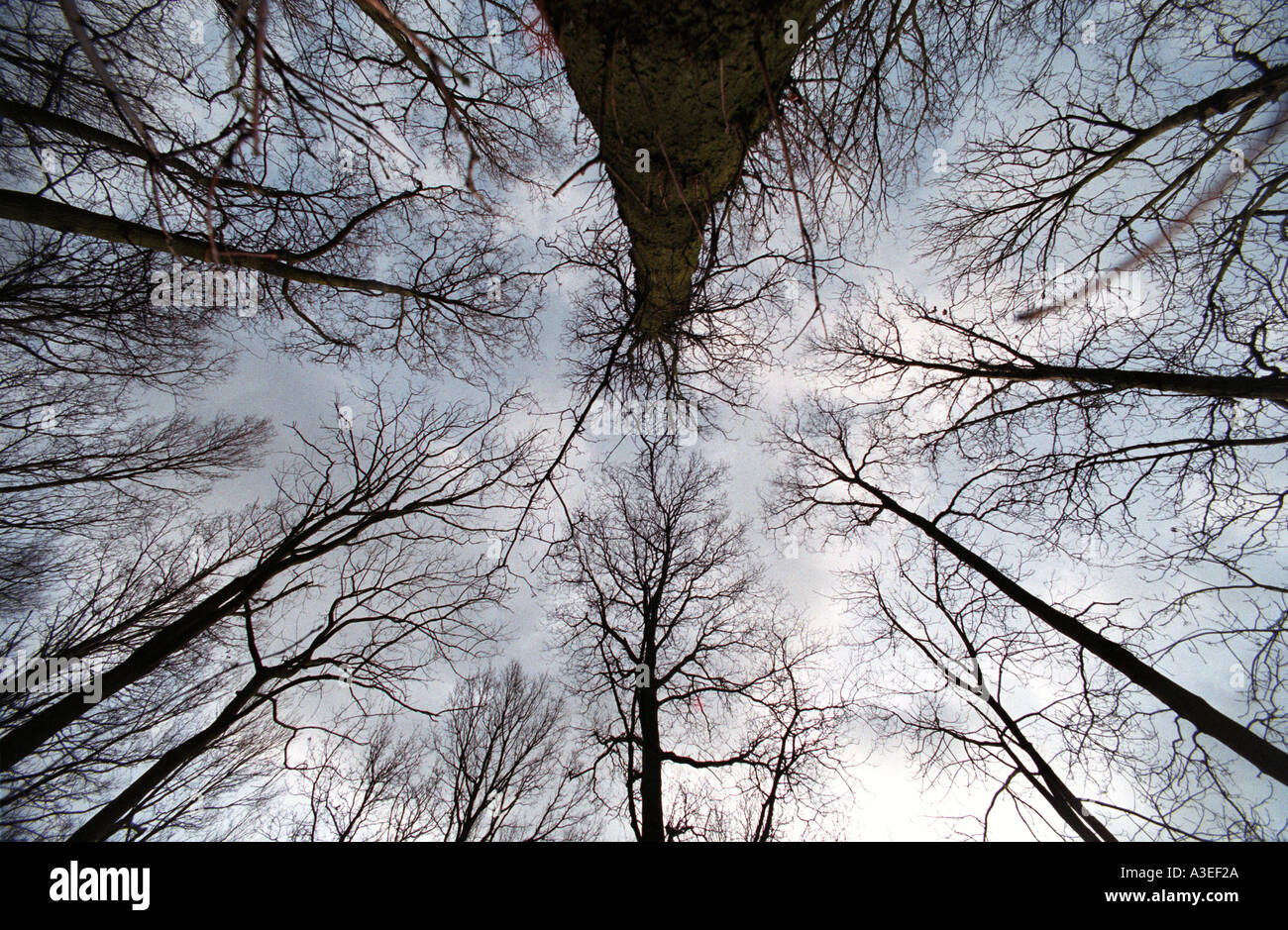 A canopy of trees face a long hard winter in the English Countryside ...