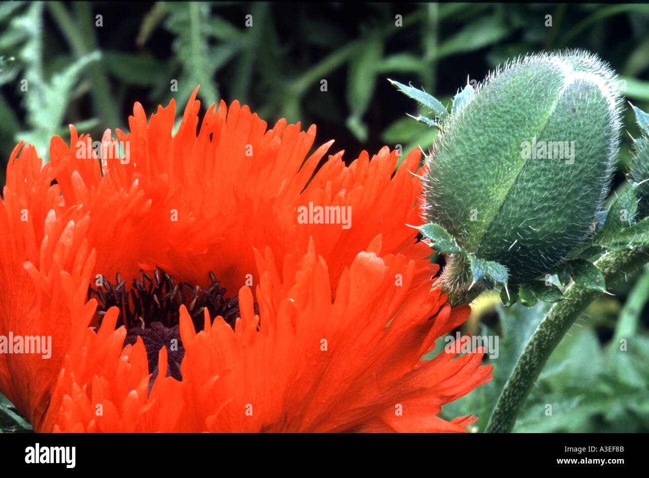 Poppy flower seed head hi-res stock photography and images - Alamy