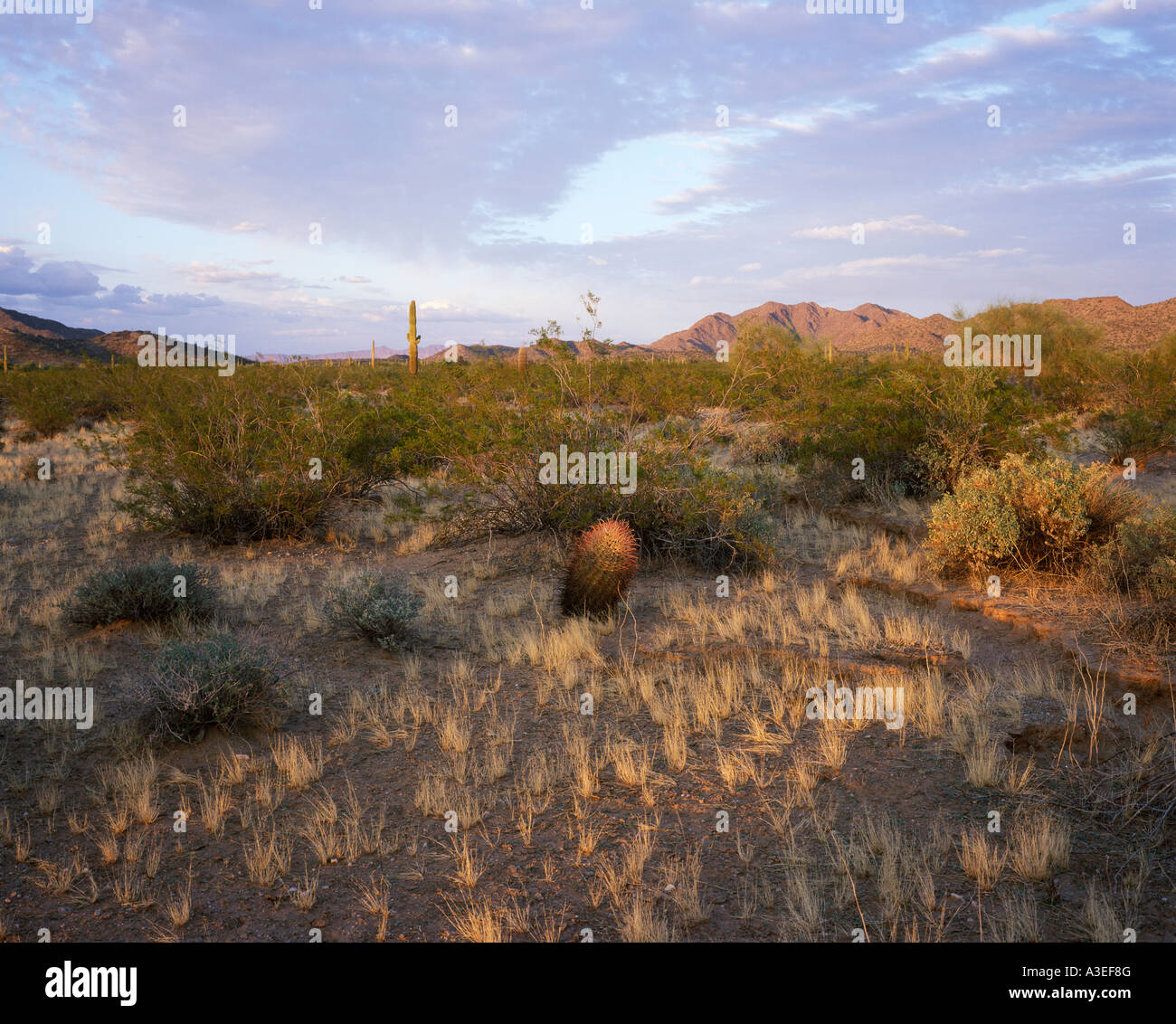 Cabeza Prieta National Wildlife Refuge, Arizona, USA Stock Photo - Alamy