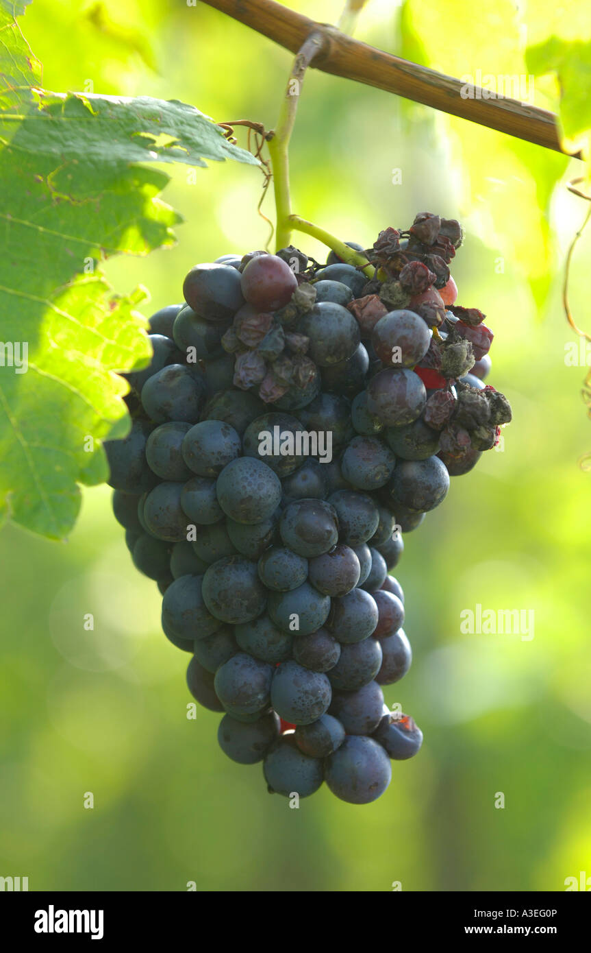 Grape-vine after hail damage Stock Photo - Alamy