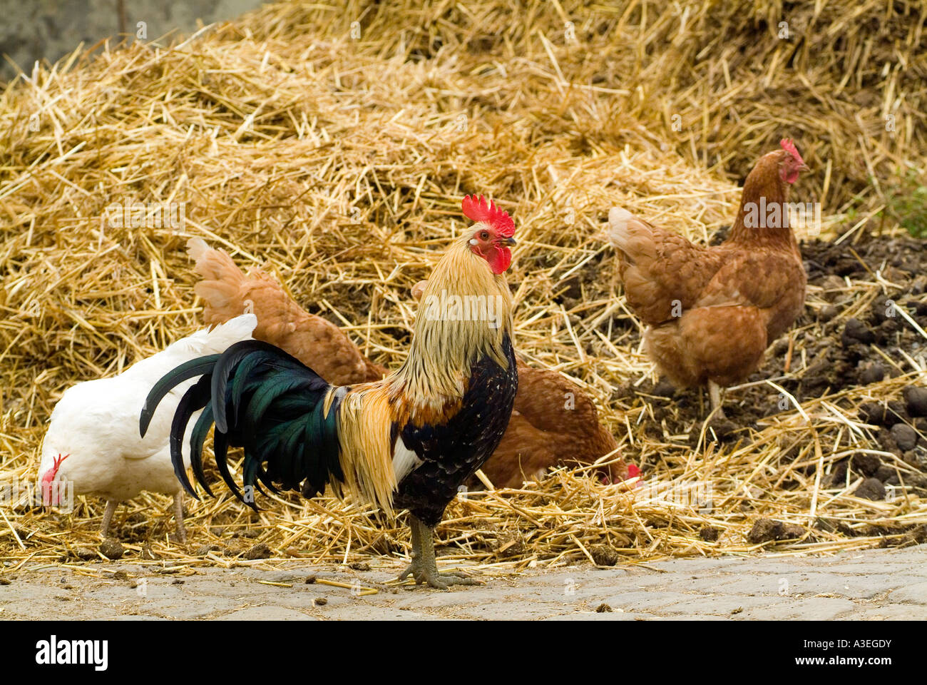 Rooster and Hen at a Dunghill Stock Photo - Alamy