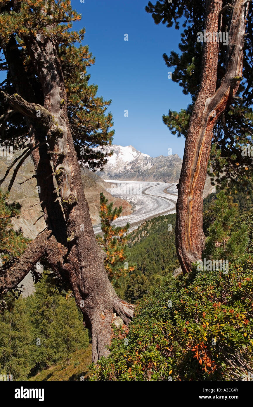 Aletsch Glacier and Aletsch Forest, Valais, Switzerland Stock Photo - Alamy