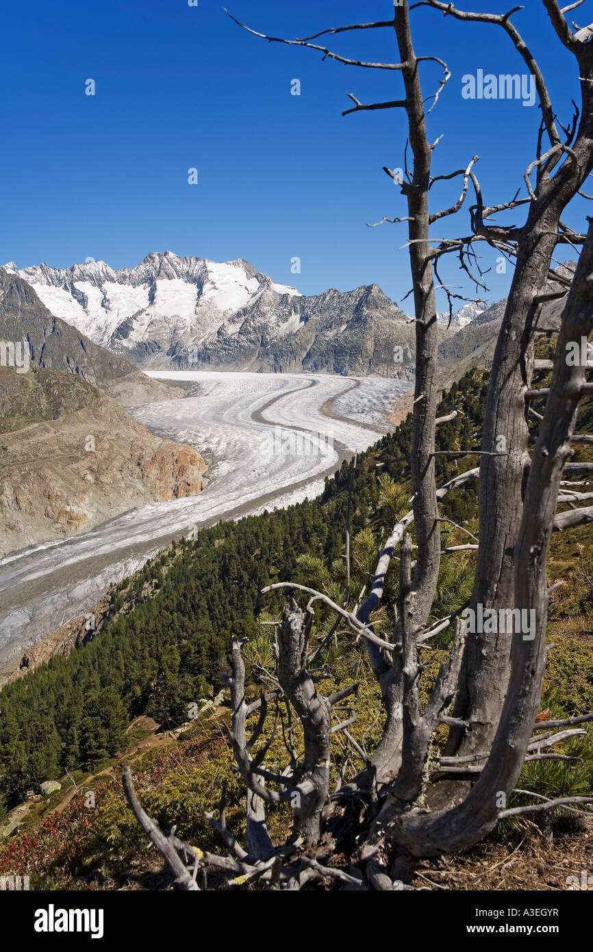 Aletsch Glacier and Aletsch Forest, Valais, Switzerland Stock Photo - Alamy