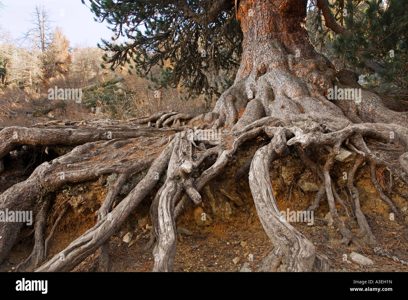 Nature reserve area Aletsch forest, roots of a Swiss pine (Pinus cembra ...
