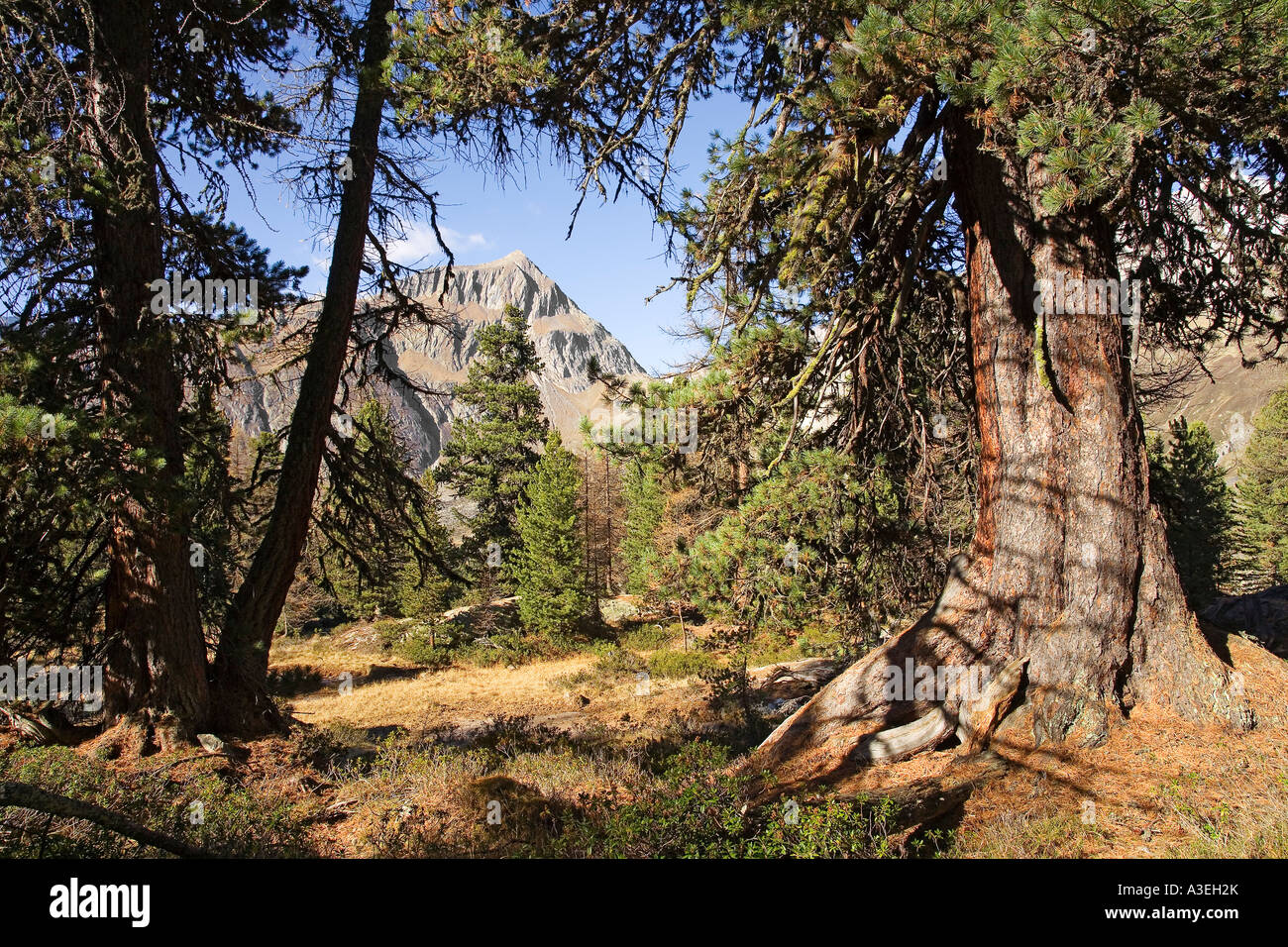 Nature reserve area Aletsch forest with Swiss pines (Pinus cembra) and ...