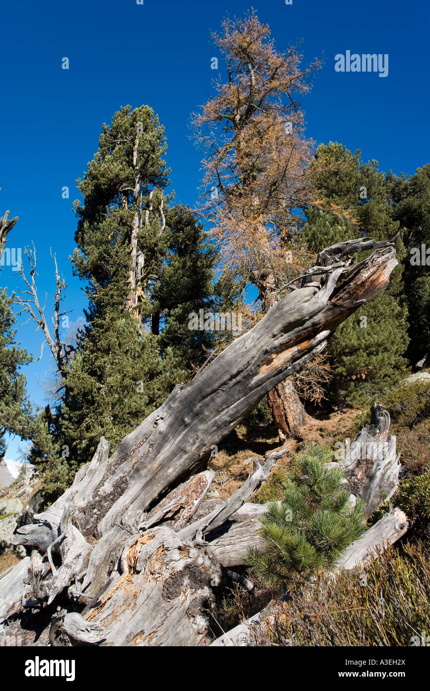 Nature reserve area Aletsch forest with Swiss pines (Pinus cembra) and ...