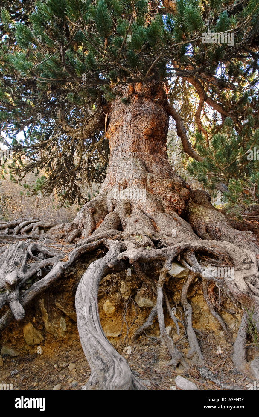 Nature reserve area Aletsch forest, roots of a Swiss pine (Pinus cembra ...