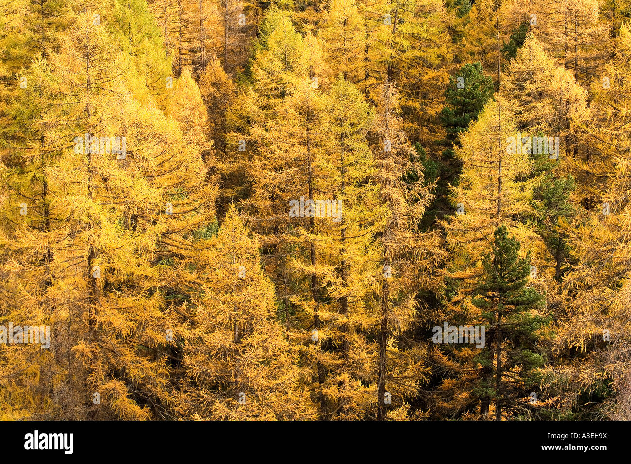 Larches in autumn Stock Photo - Alamy