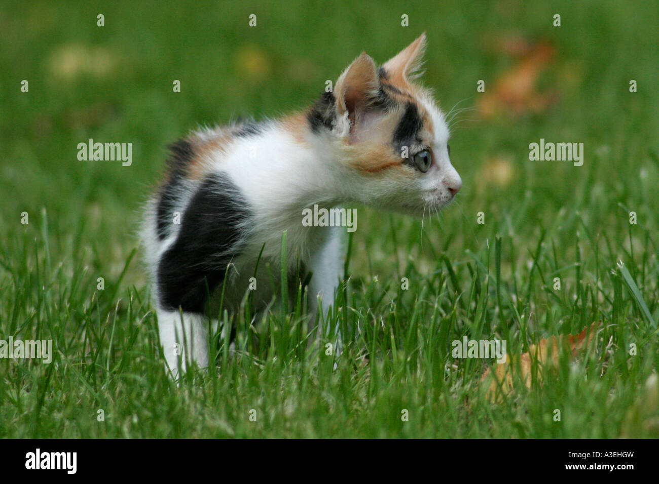 Kitten hunts hi-res stock photography and images - Alamy