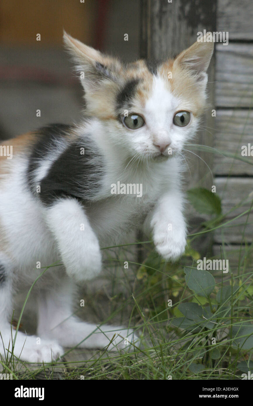 Sneaking kitten hi-res stock photography and images - Alamy