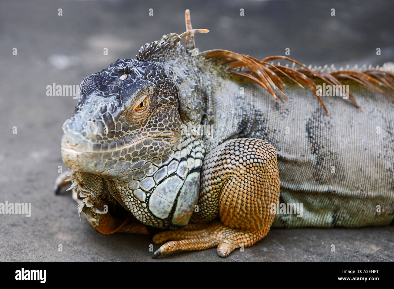 Leguana (Iguanidae), zoo, Bali, Indonesia Stock Photo - Alamy