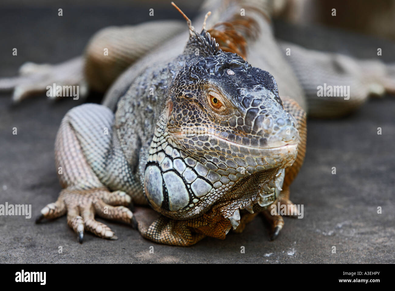 Leguana (Iguanidae), zoo, Bali, Indonesia Stock Photo - Alamy