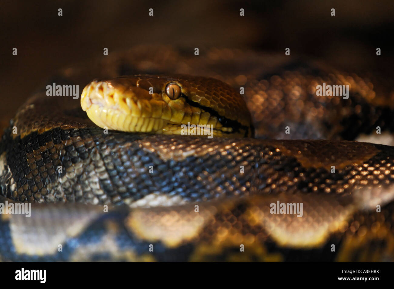 Reticulated Python (Python reticulatus), zoo, Bali, Indonesia Stock ...