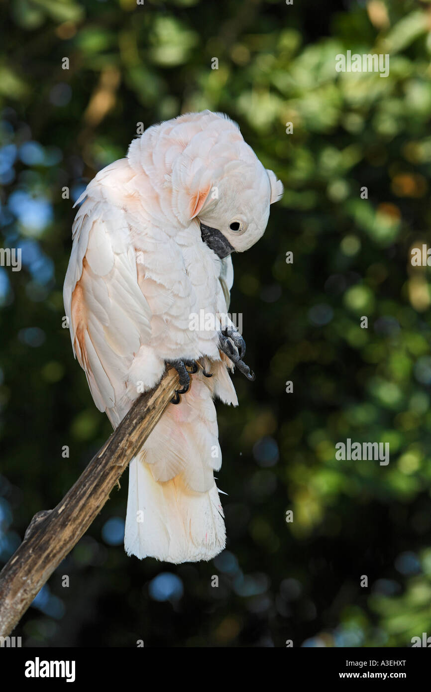 Moluccan cockatoo (Cacatua moluccensis), zoo, Bali, Indonesia Stock ...