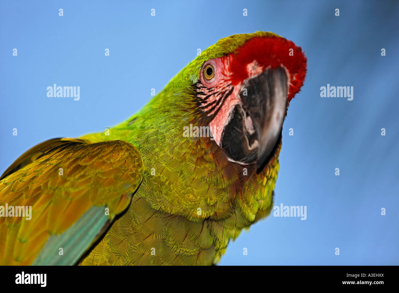Parrot (Psittacidae), zoo, Bali, Indonesia Stock Photo - Alamy