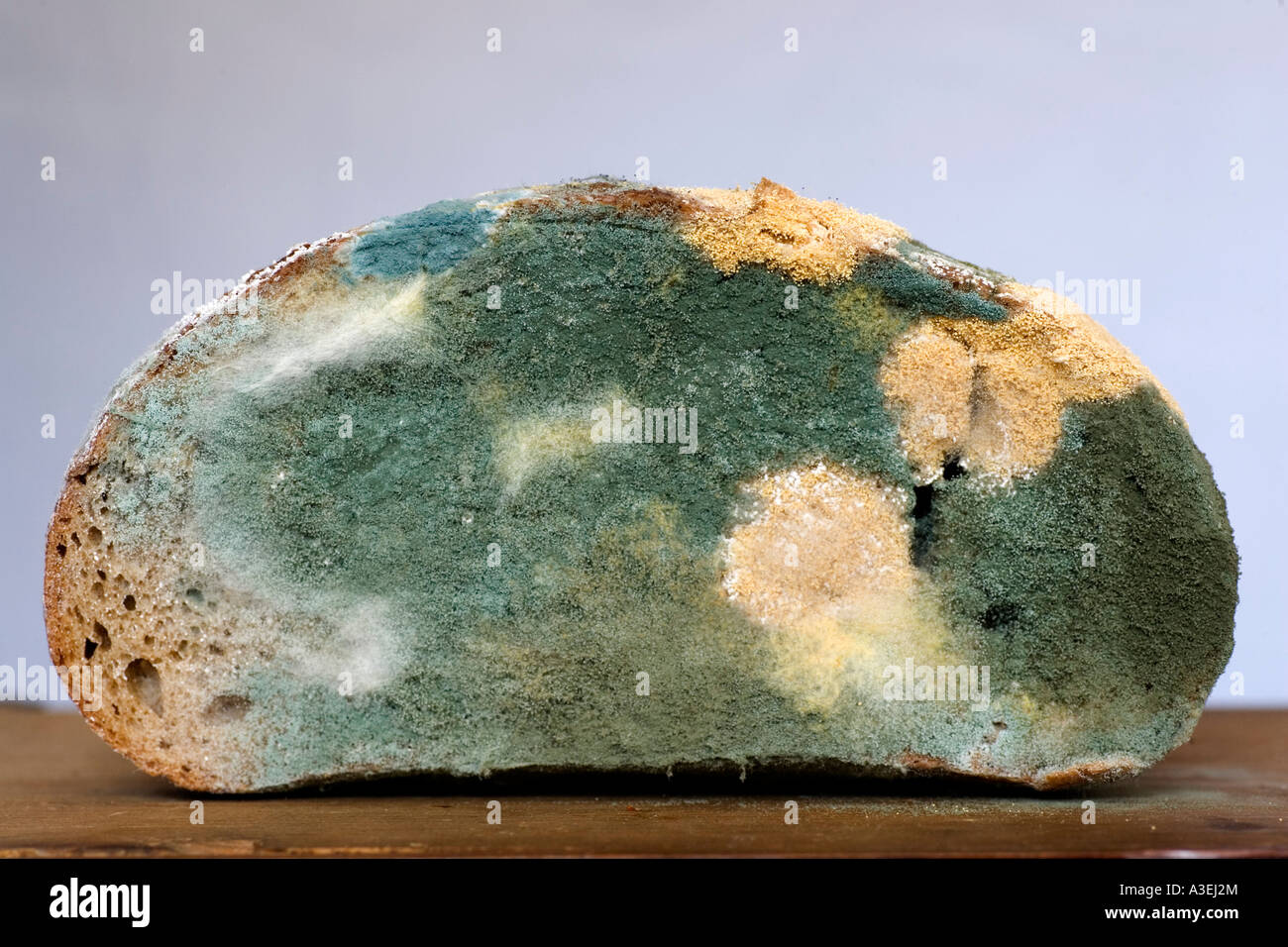 Bread mold hi-res stock photography and images - Alamy