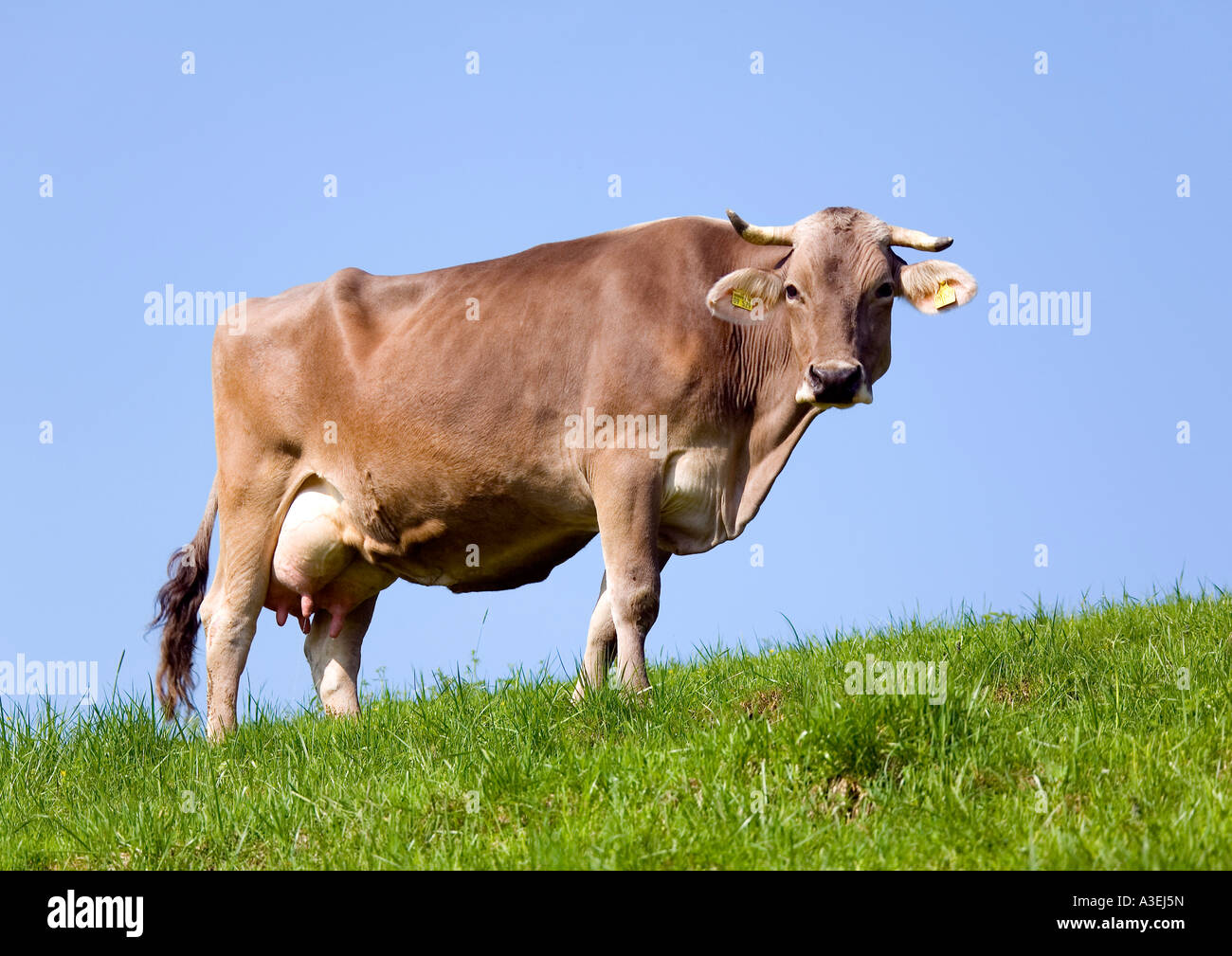 A dairy cow on a pasture, Allgau, Bavaria, Germany Stock Photo - Alamy
