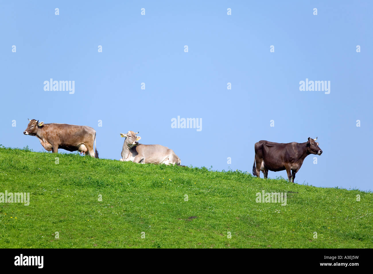 Three dairy cows on a pasture, Allgau, Bavaria, Germany Stock Photo - Alamy