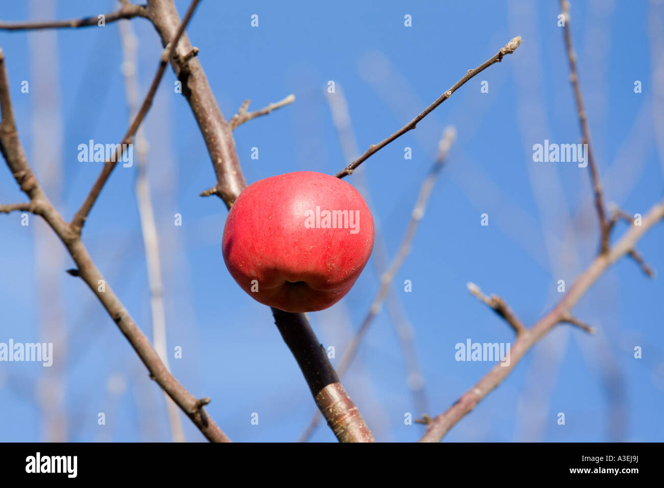 A lonesome apple on a defoliated apple tree Stock Photo - Alamy