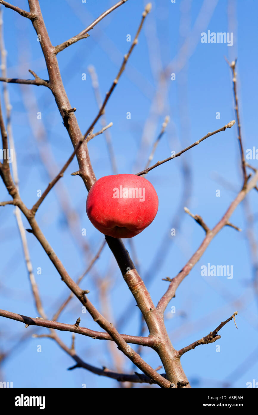 A lonesome apple on a defoliated apple tree Stock Photo - Alamy