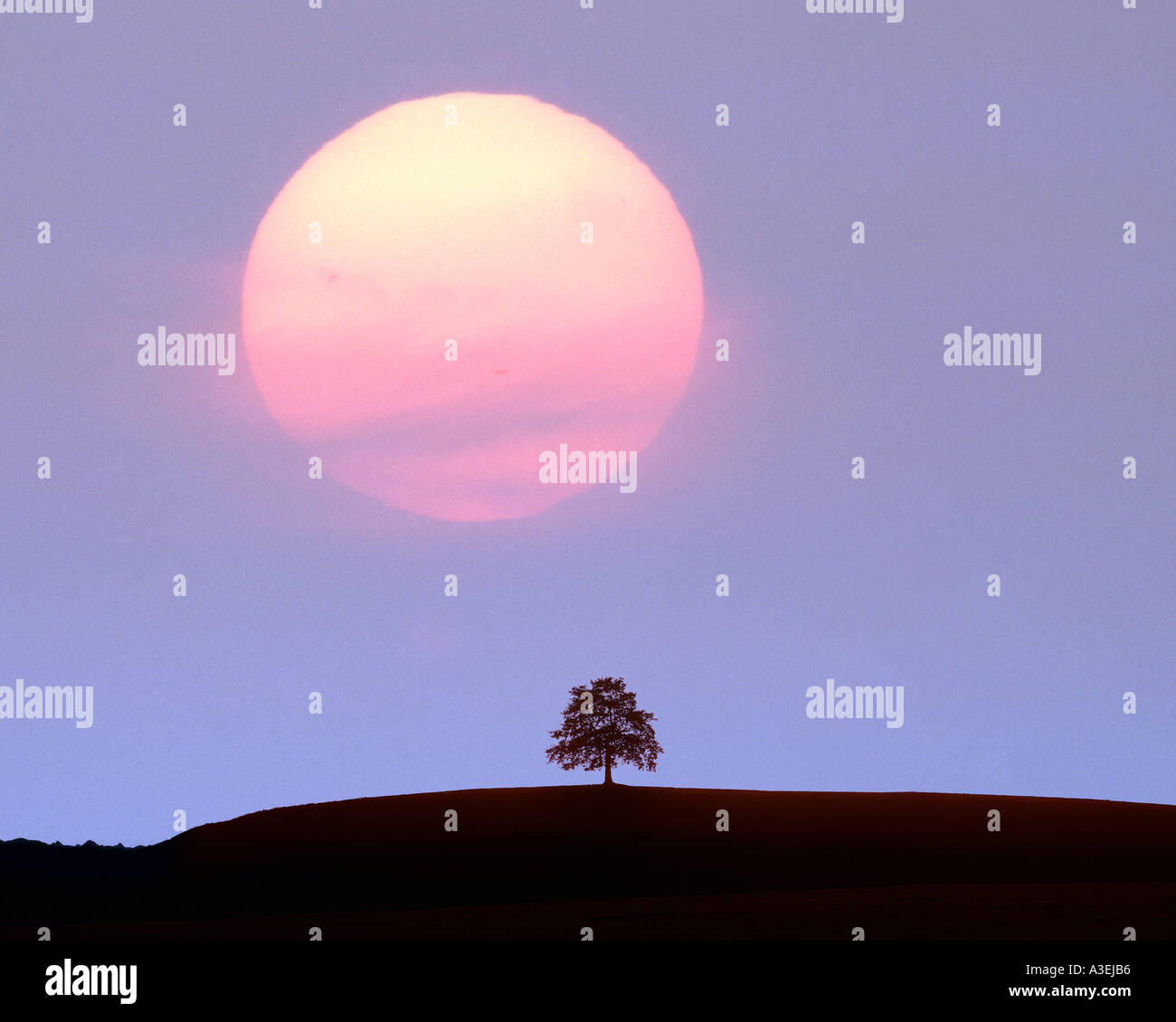 Tree and setting sun hi-res stock photography and images - Alamy