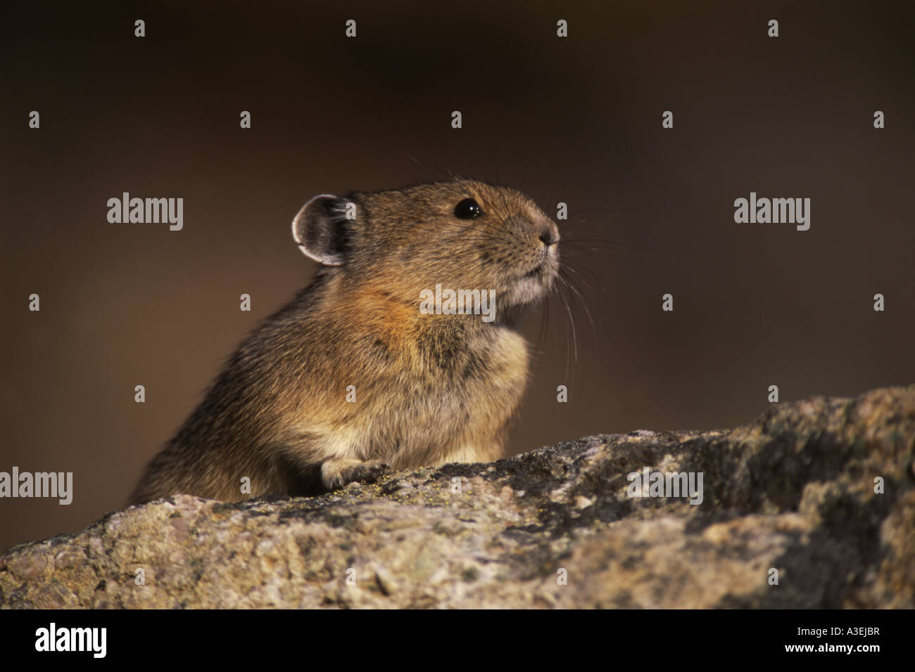 Pika (Ochotona princeps), Pika sitting on rock Stock Photo - Alamy