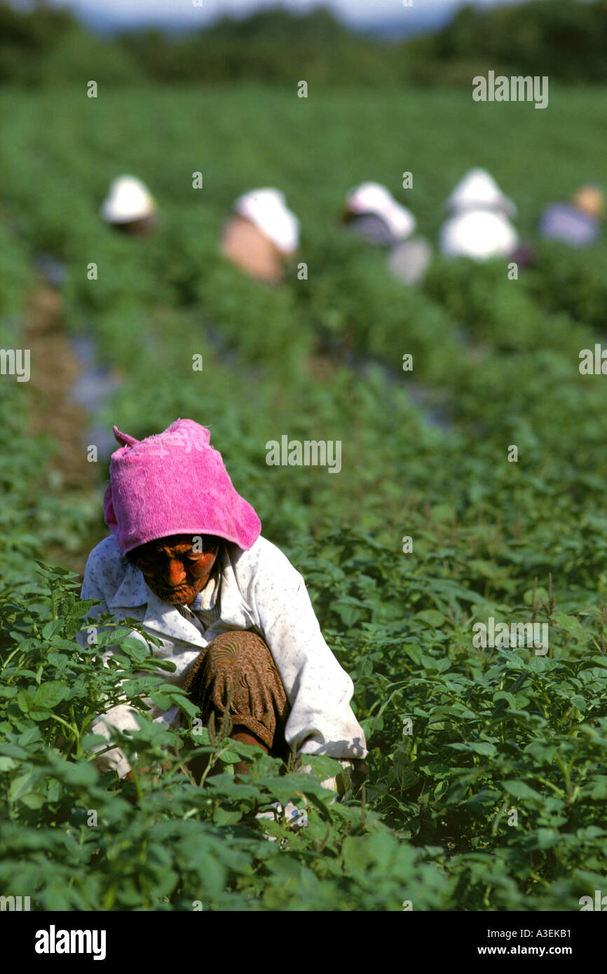 Labour intensive farming hi-res stock photography and images - Alamy