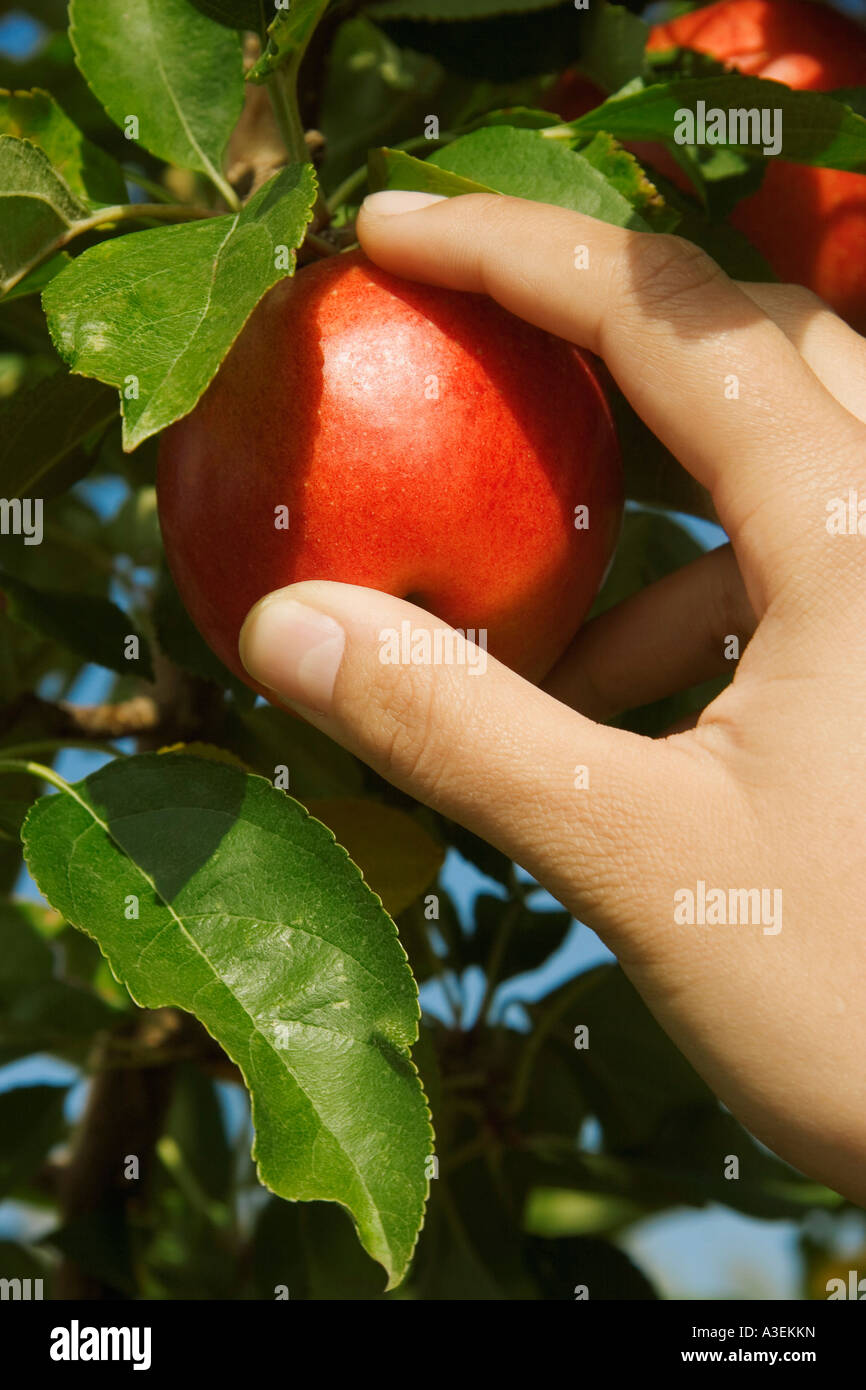 Picking an apple Stock Photo - Alamy