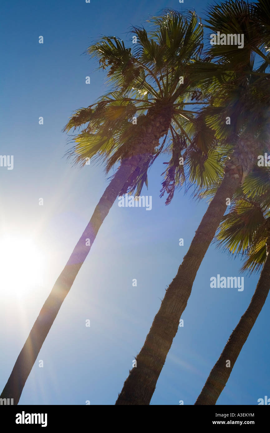 Palm trees in sunshine Stock Photo - Alamy