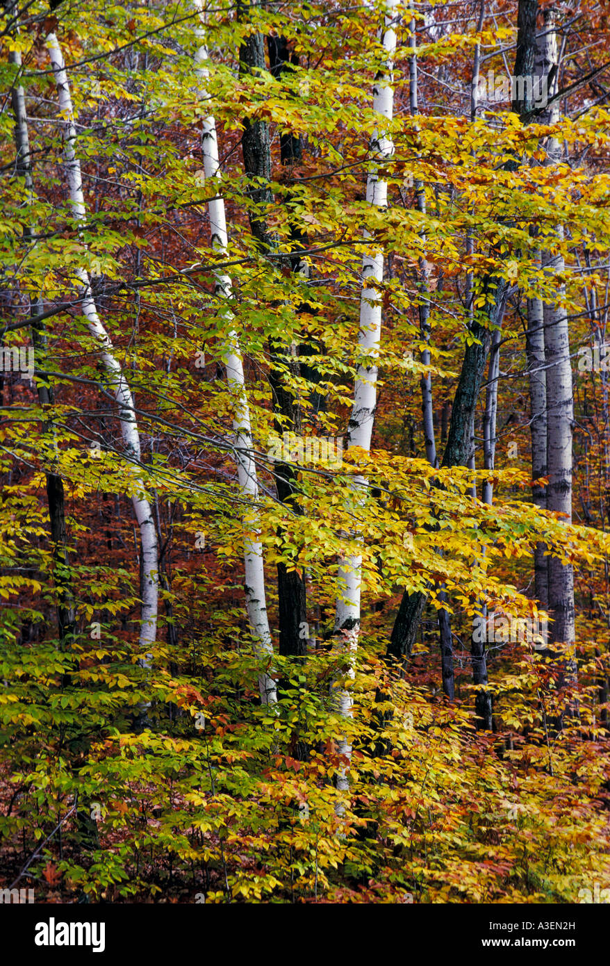Autumn foliage beech and birch trees Pennsylvania Wellsboro ...