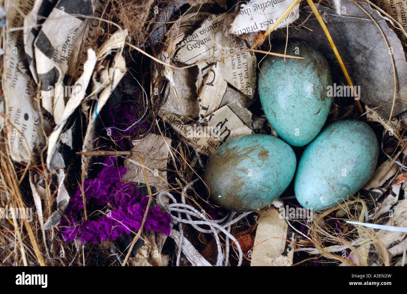 Australian magpie nest hi-res stock photography and images - Alamy